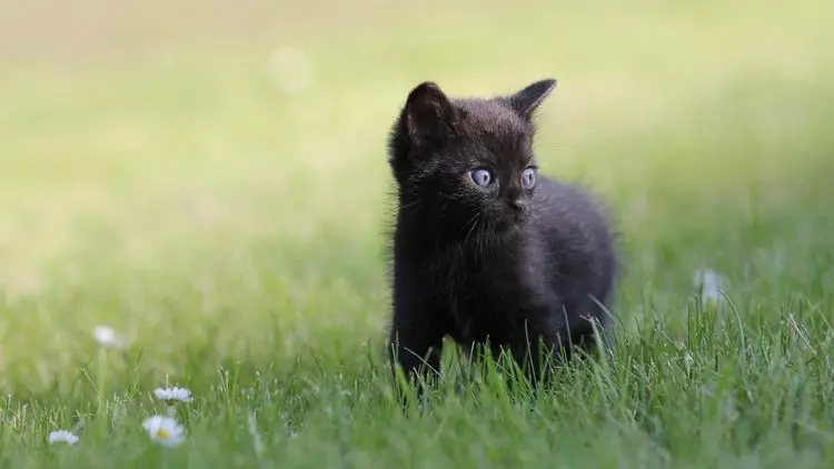 Gattino nero con gli occhi azzurri