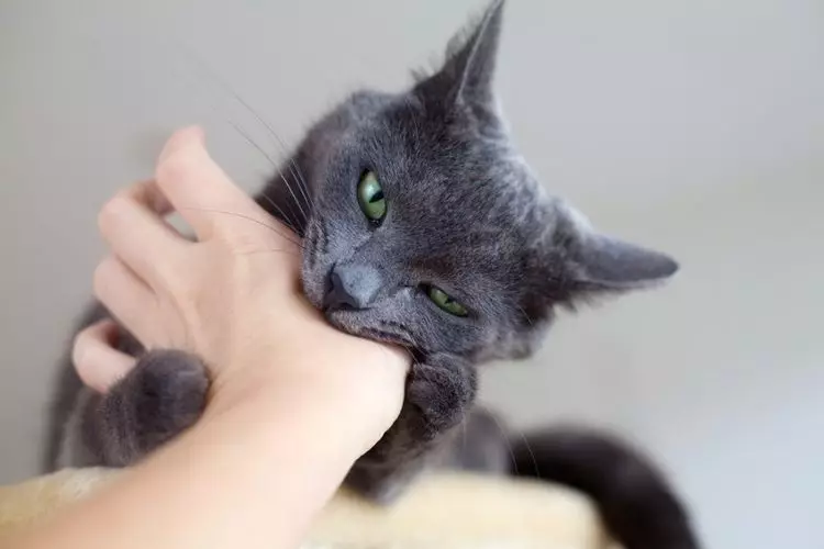 Il gatto morde la mano