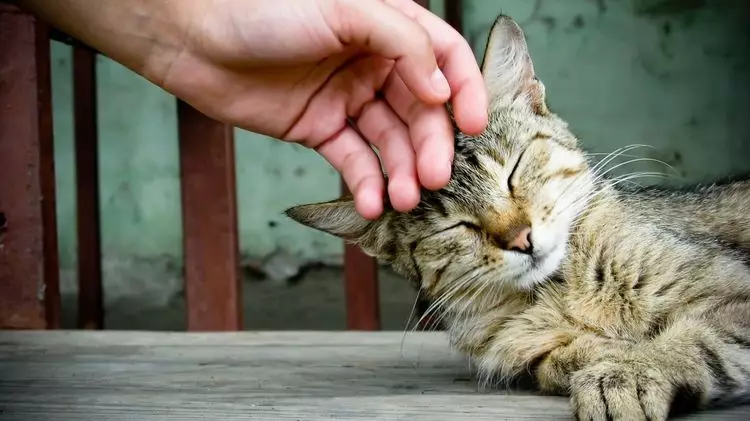 O gato está sendo acariciado