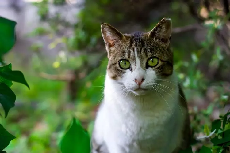 De kat sit yn 'e boskjes