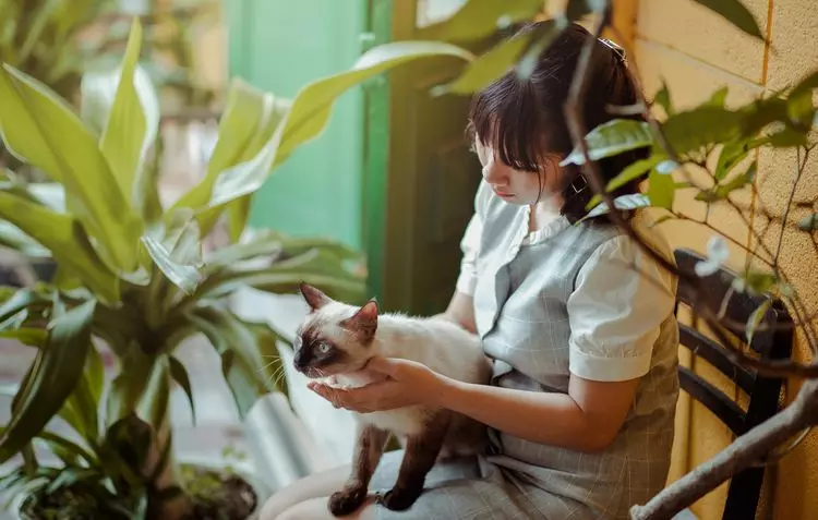 Chat en Thaïlande