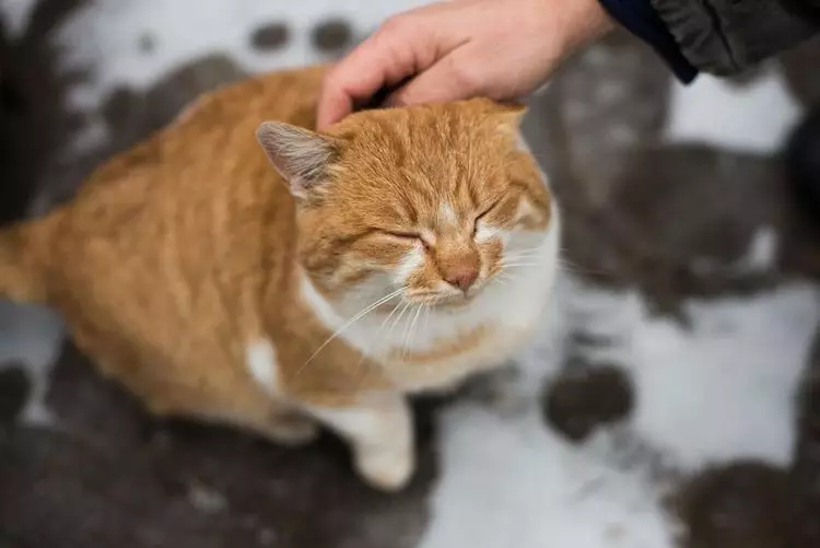 Naghihimok ng luya na pusa