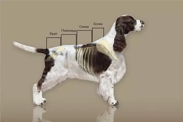 Dog parameters