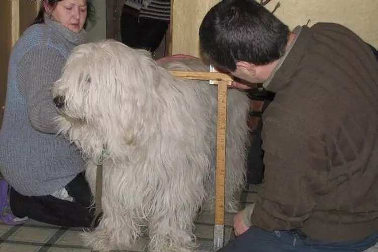 Mesurer la hauteur du chien au garrot