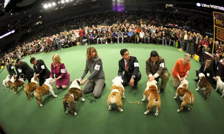 World Dog Show 2019