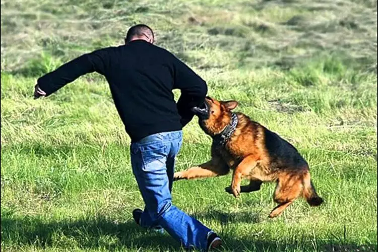 Schäferhond Attack Training