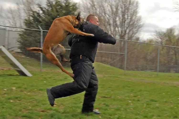 O cão ataca pelas costas