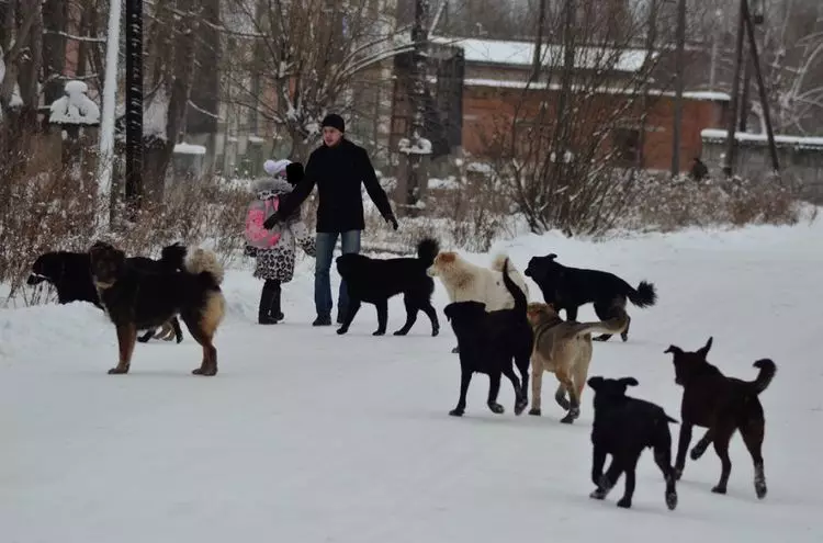 Рогуе Пацк Аттацк