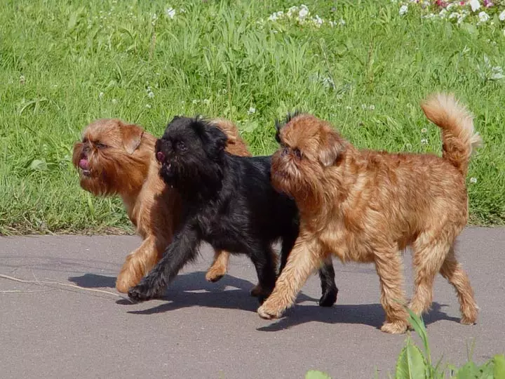 Brüssel, Belçika, Brabant Griffon: təsviri və fotoşəkili 5264_15