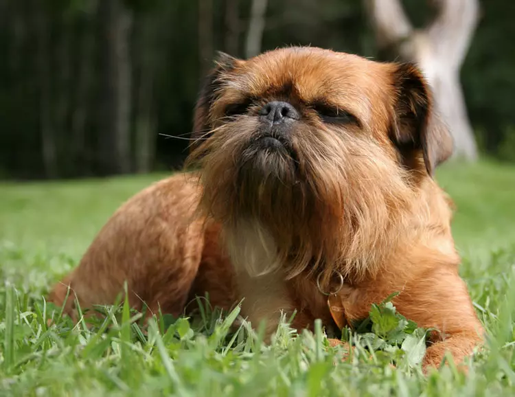 brussels griffon