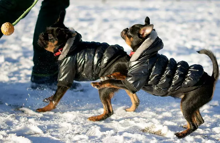 griffon сургалт