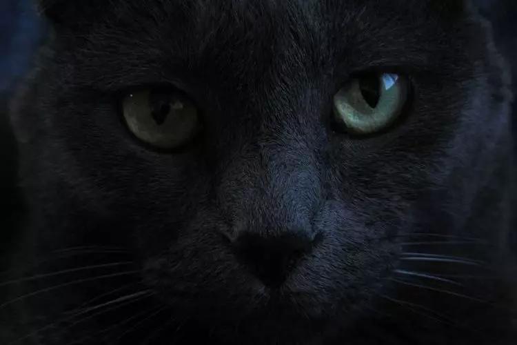 U kojim zemljama crne mačke i mačke donose sreću