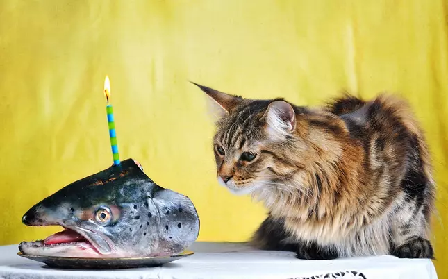 կատուների մոտ օպիստորխիոզի պատճառը հում ձուկն է