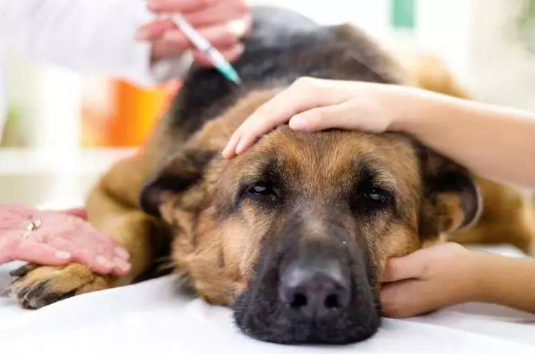 Schäferhund wird in den Muskel gespritzt