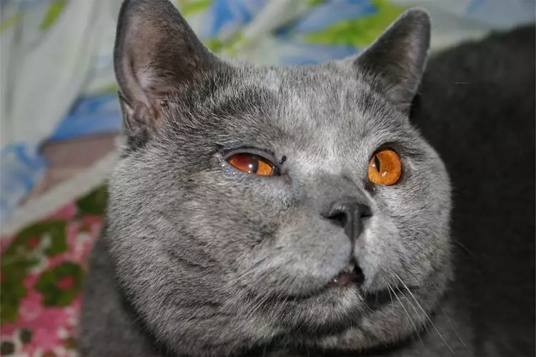 Inflamació de l'ull en un gat britànic