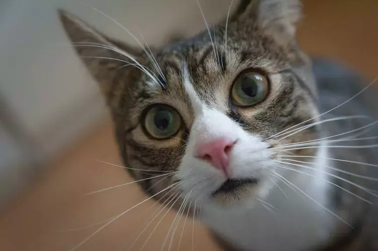 猫や猫の鼻が濡れているのはなぜですか：湿った鼻と冷たい鼻の原因