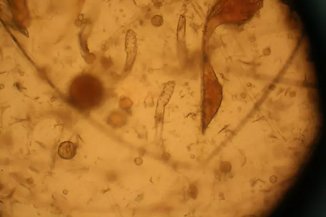 Mite subcutaneous i lionsa an mhicreascóp