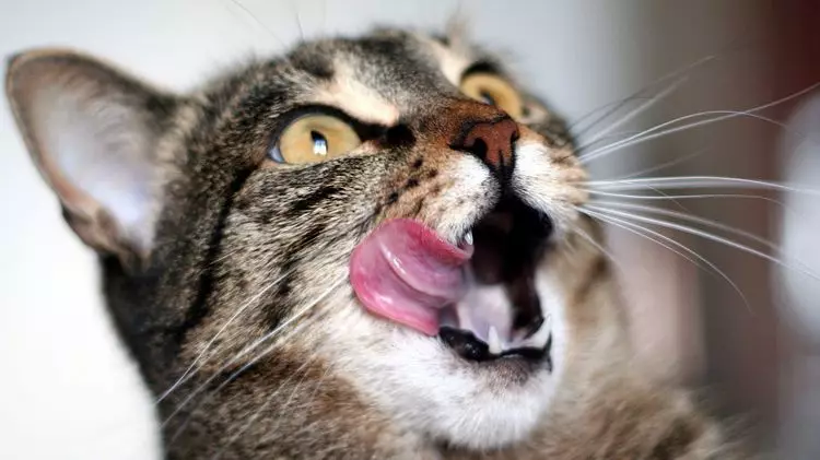 Zašto mačka ili mačka slini iz usta | salivacija