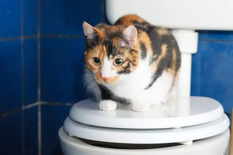 Kat op die toiletdeksel