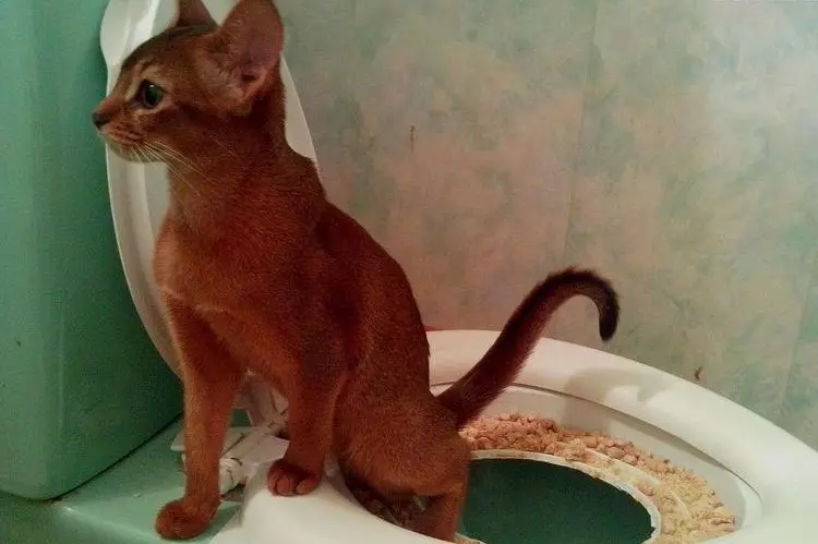 ແມວ Abyssinian