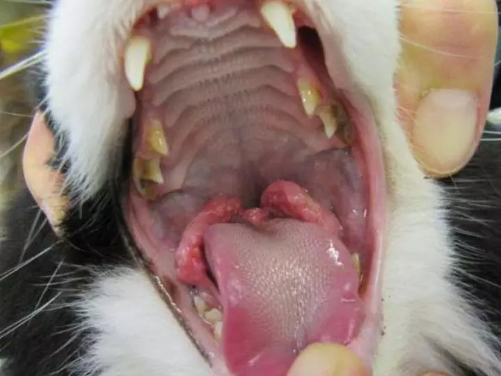 Гангренозни стоматитис код мачака и мачака | знаци, симптоми и лечење 5313_4