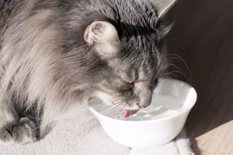 Kucing itu minum air dari mangkuk minuman