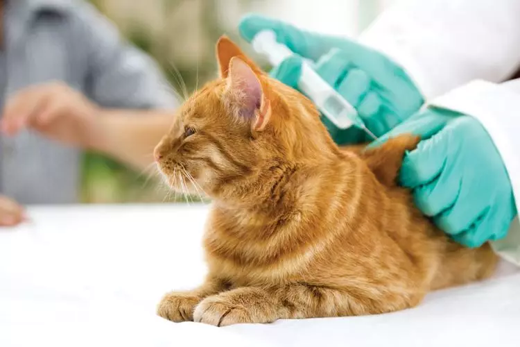 Očkování koček proti vzteklině