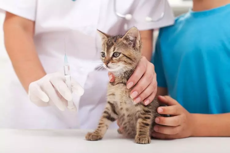 Ein Kätzchen gegen Tollwut impfen