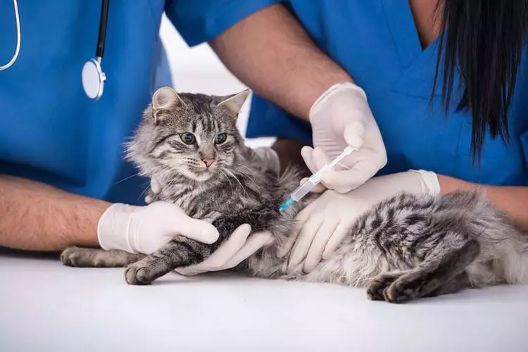 Katze wird gegen Tollwut geimpft