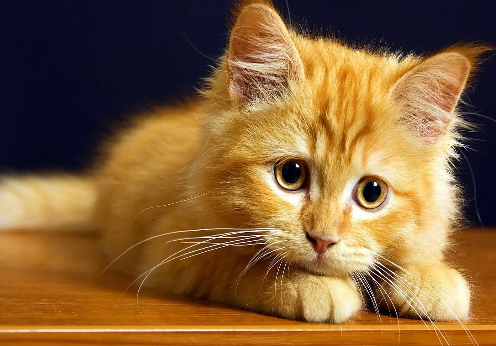 پانلوکوپنی در گربه ها: علائم و درمان در خانه
