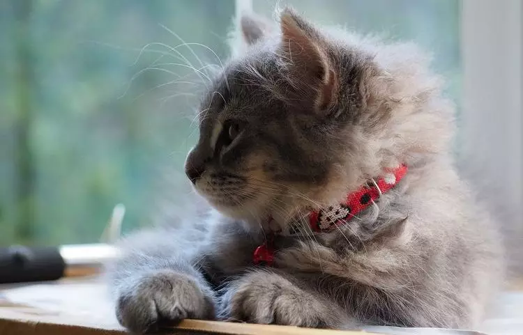 Flauschiges Kätzchen in einem Halsband