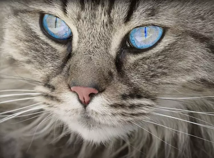 Mèo mắt xanh