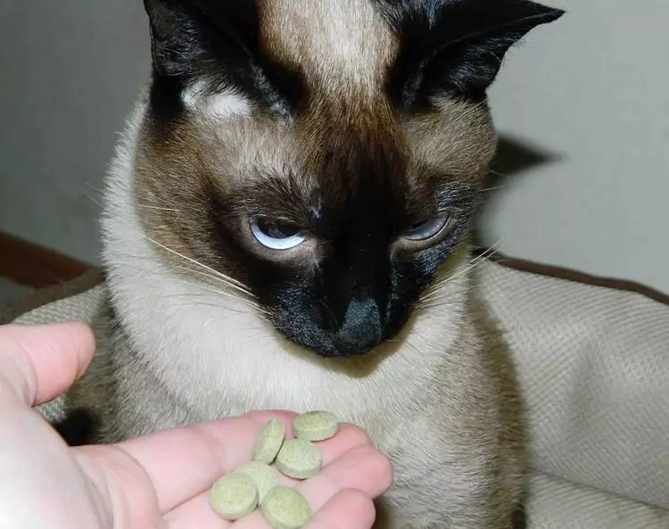 Con mèo không ăn thuốc