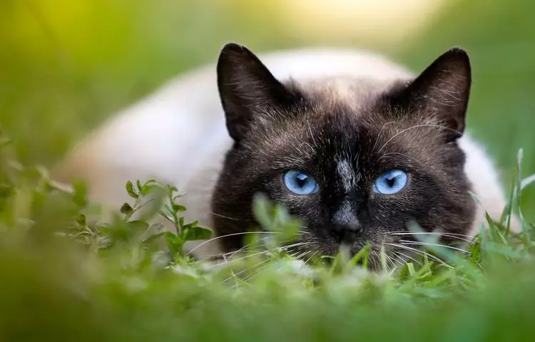 Kočka s modrýma očima