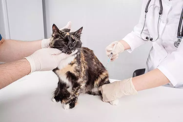 Kočka dostane injekci