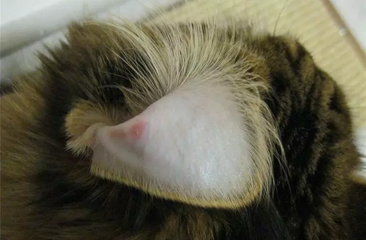 Zánět středního ucha u kočky