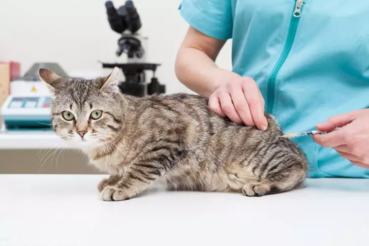 Intramuscular injection of a cat