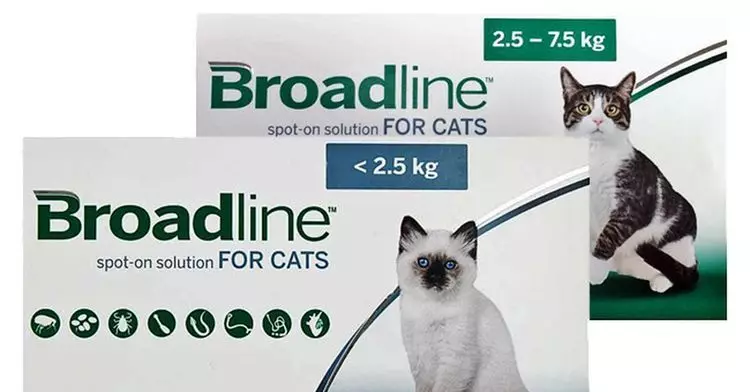 Broadline Spot Ini untuk kucing