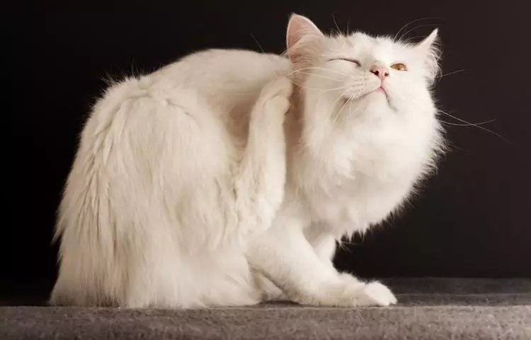 Pulgas em um gato branco