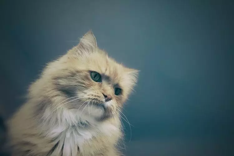 Fluffy cat