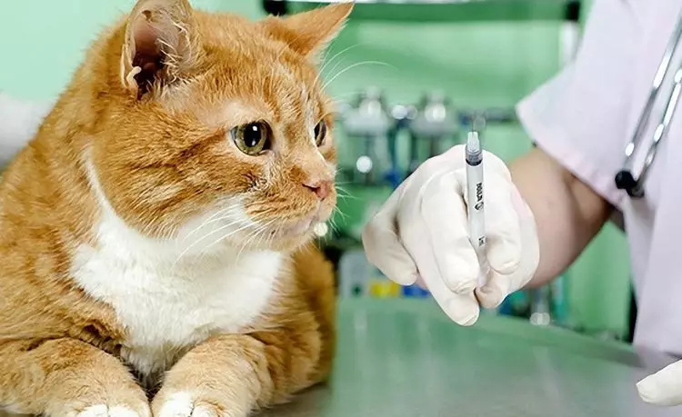 Macska injekció