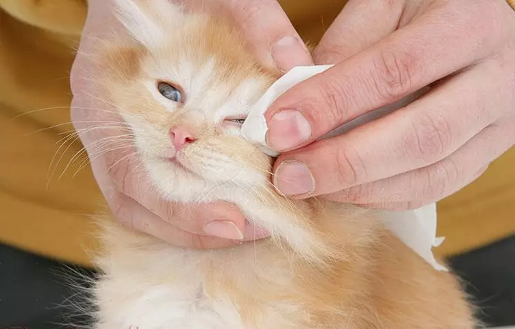 L-għajnejn tal-Kitten hija mgħakkija