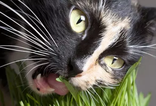 kucing makan bunga