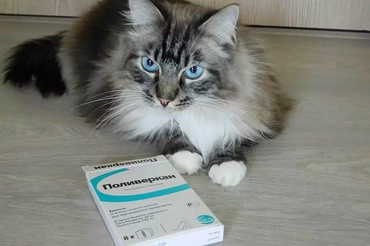 Polyvercan for katter