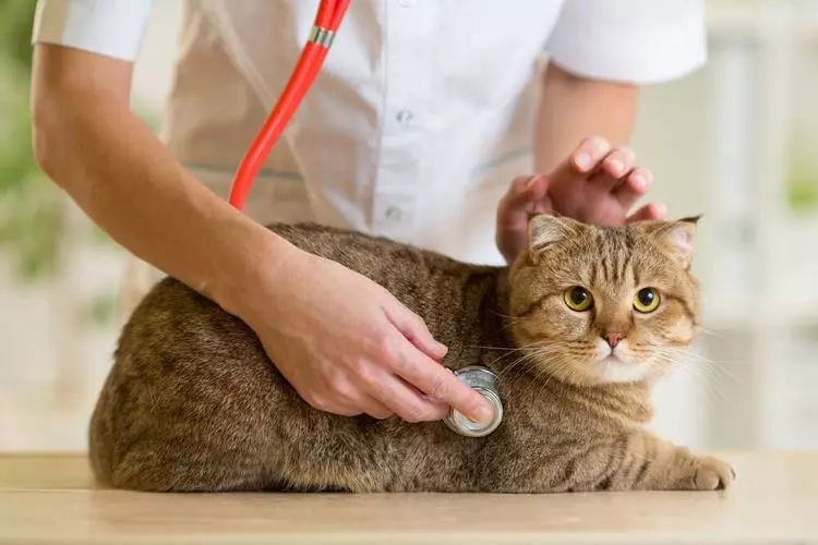 Katt hos veterinær