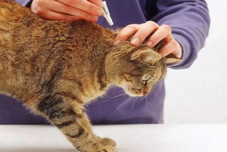 Het medicijn wordt op de schoft van de kat gedruppeld