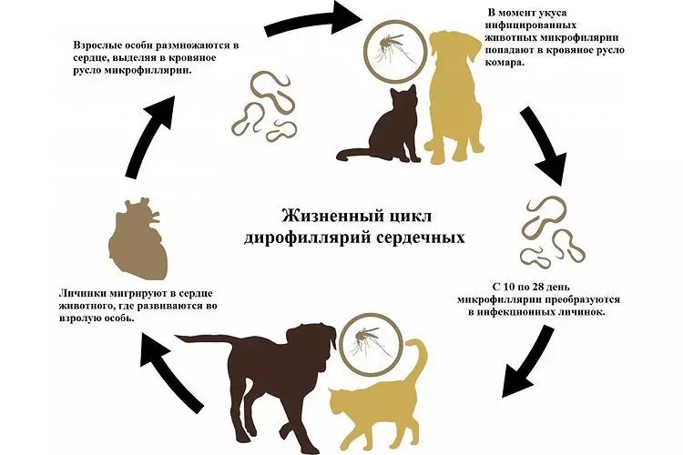 जानवरों में डायरोफिलारियासिस