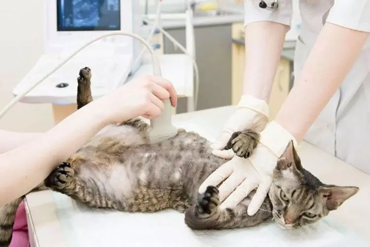 Ultrasound of the kidneys of the cat