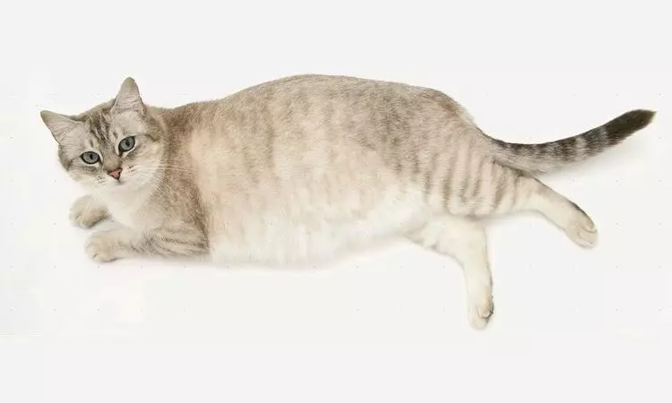 Kuinka ruokkia raskaana olevaa kissaa: ruoka