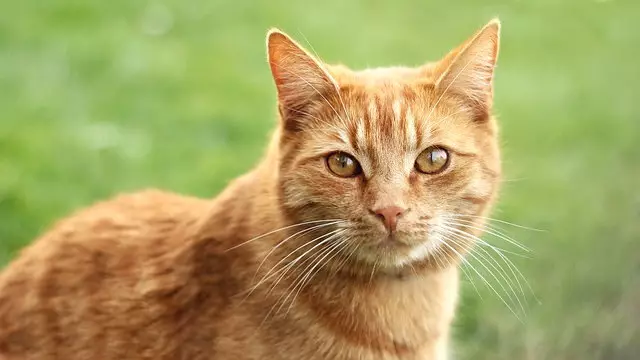 Com transferir adequadament un gat o un gat a menjar sec?